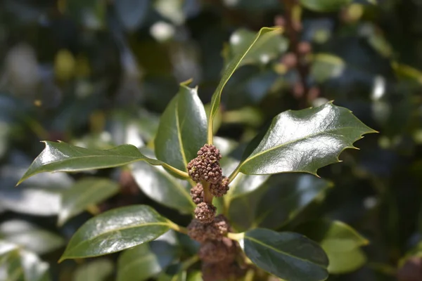 Common holly Stock Photos, Royalty Free Common holly Images | Depositphotos