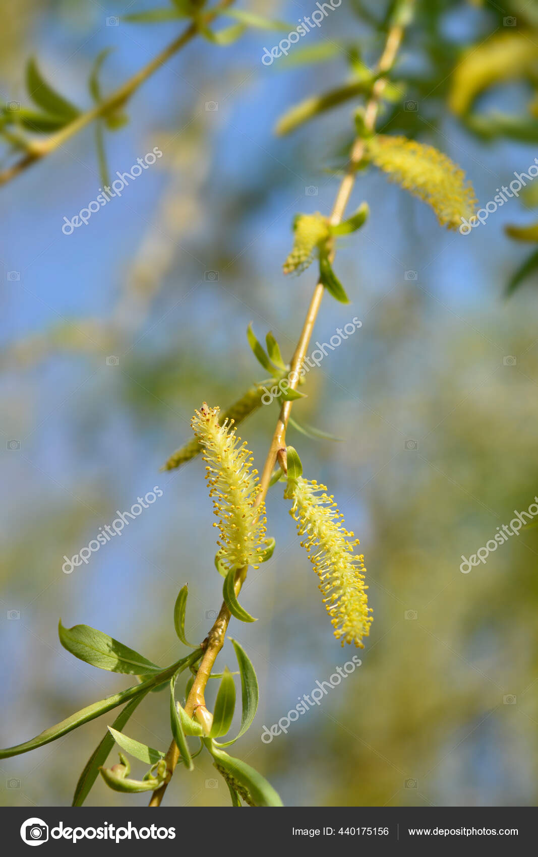 Golden Weeping Willow Nombre Latino Salix Alba Subsp Vitellina Pendula ...
