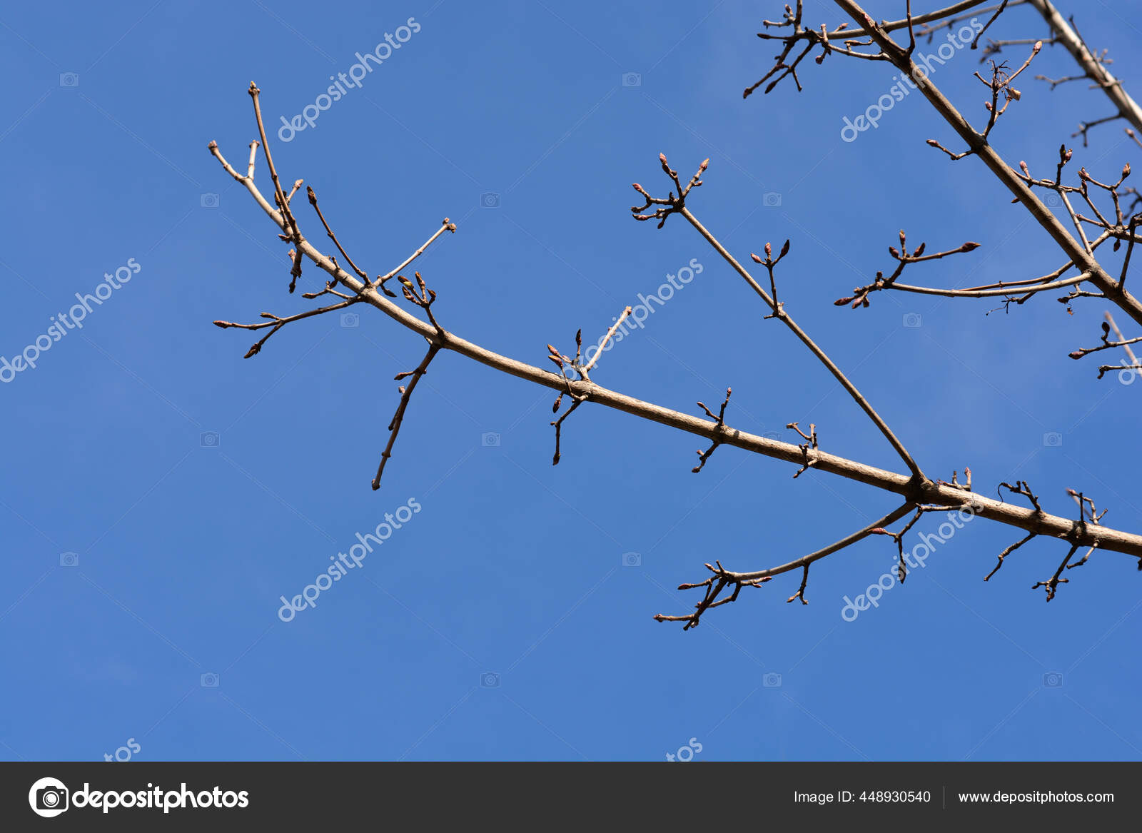 Norway Maple Branches Buds Blue Sky Latin Name Acer Platanoides — Stock ...