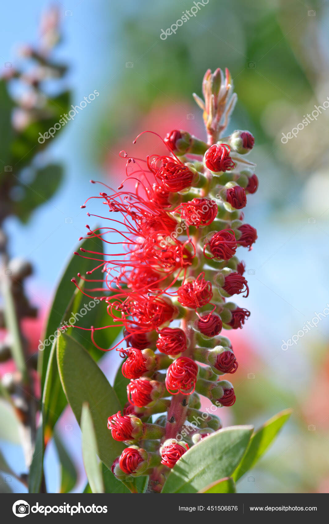Callistemon Citrinus Fruit