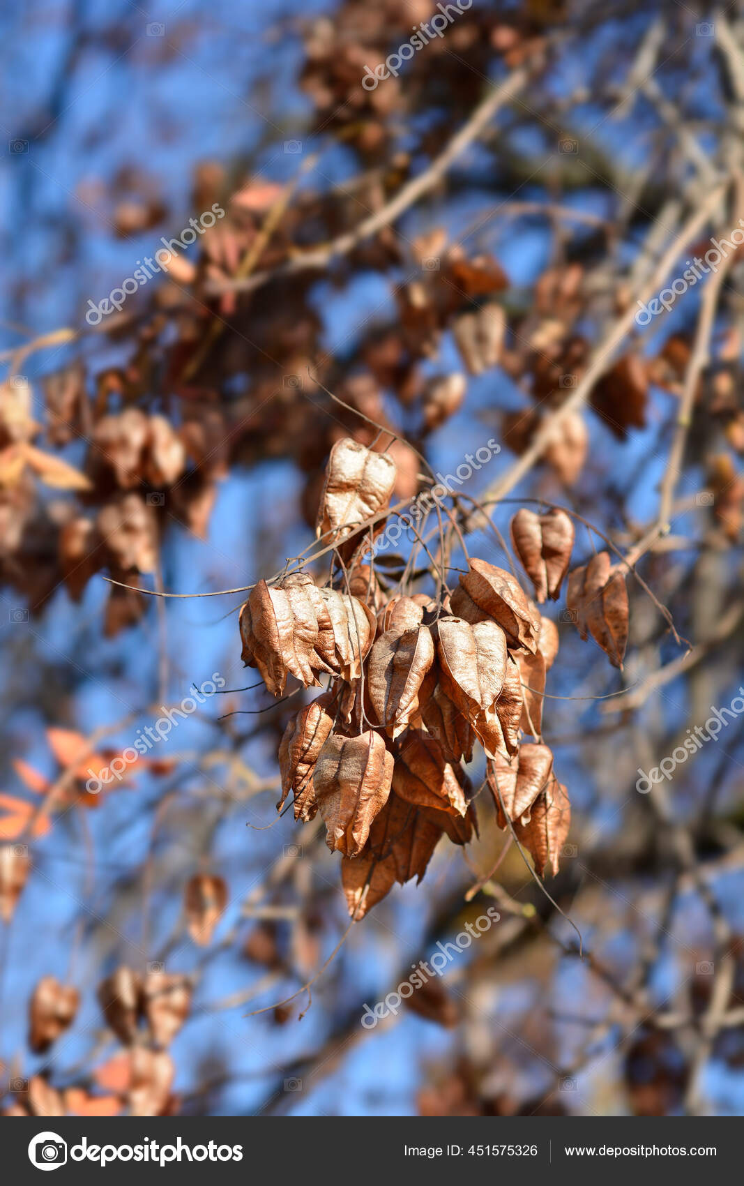 Golden Rain Tree Branch Seed Pods Latin Name Koelreuteria Paniculata ...