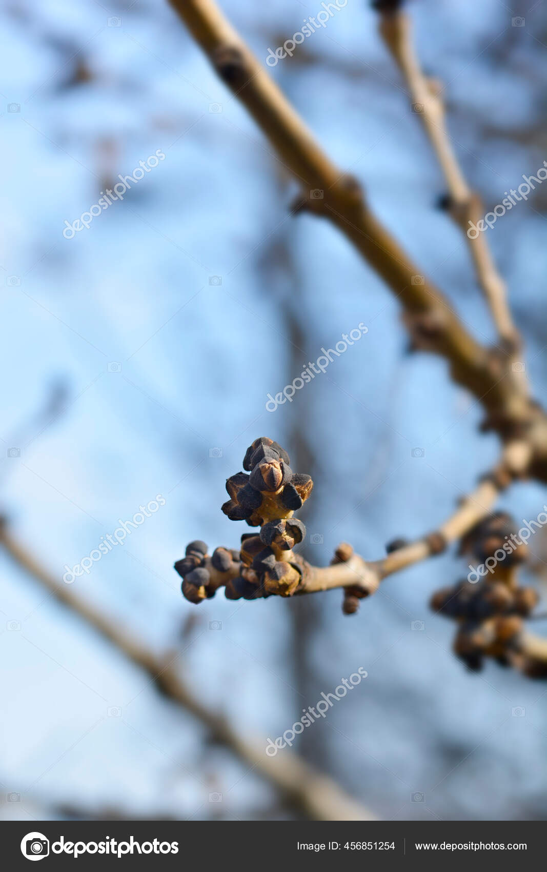 Fraxinus Excelsior Buds