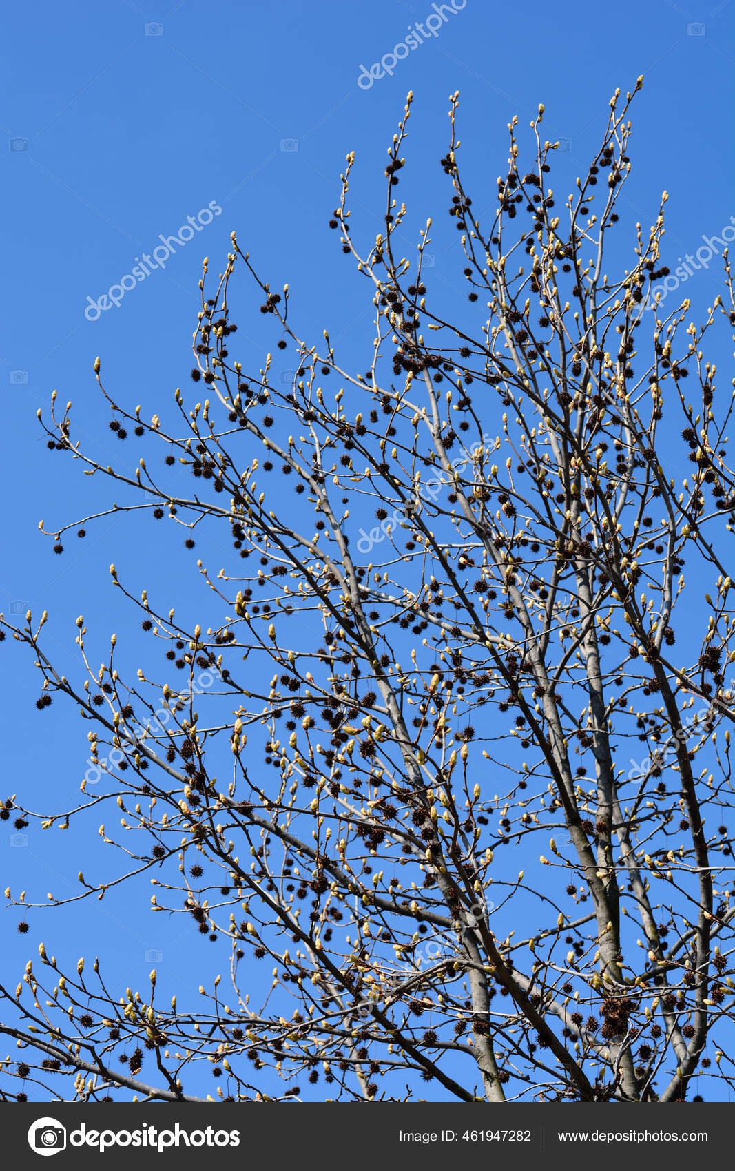 American Sweetgum Branches Seeds Leaf Buds Latin Name Liquidambar ...