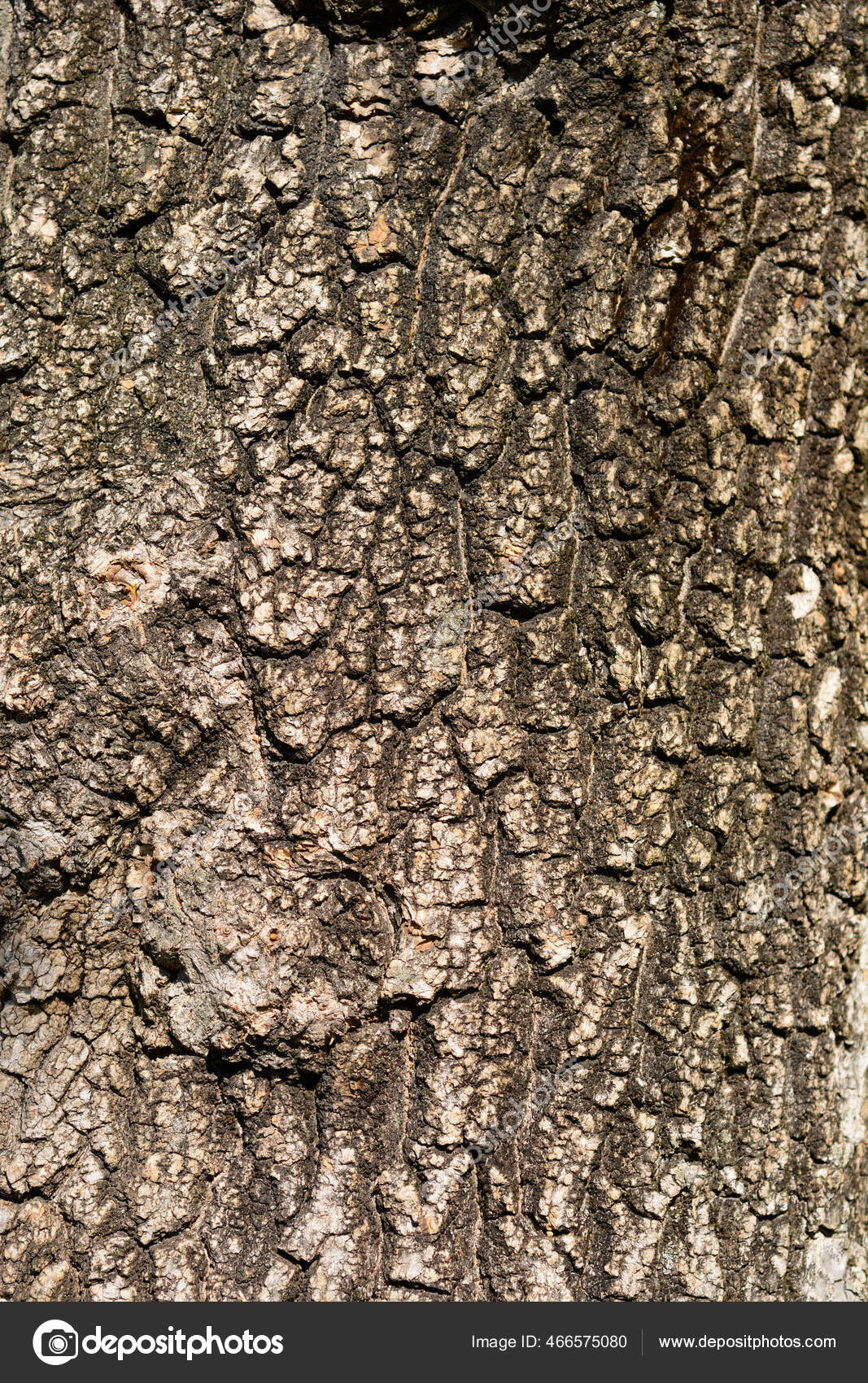Acer Negundo Bark