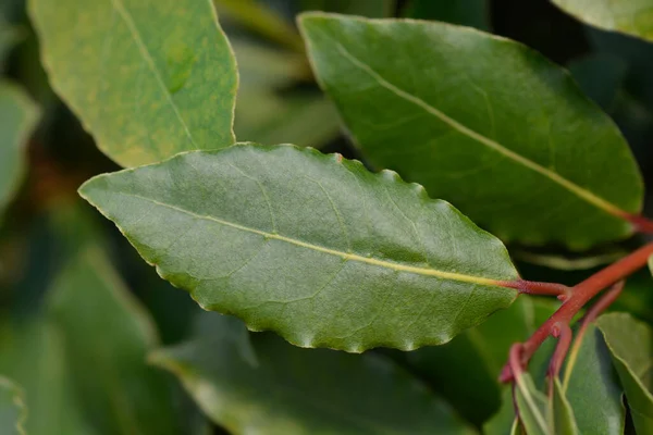 Laurel Leaves Latin Name Laurus Nobilis Stock Photo by ©nahhan 474368082