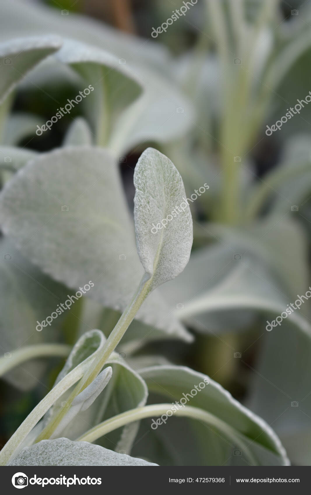 Shining White Ragwort Angel Wings Leaves Latin Name Senecio Candidans ...