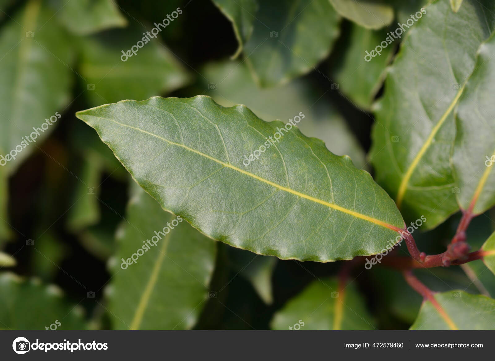 Laurel Leaves Latin Name Laurus Nobilis Stock Photo by ©nahhan 472579460