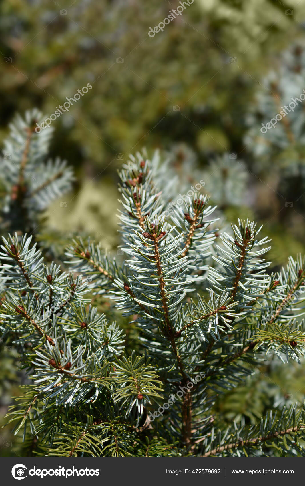 Serbian Spruce Latin Name Picea Omorika — Stock Photo © nahhan #472579692