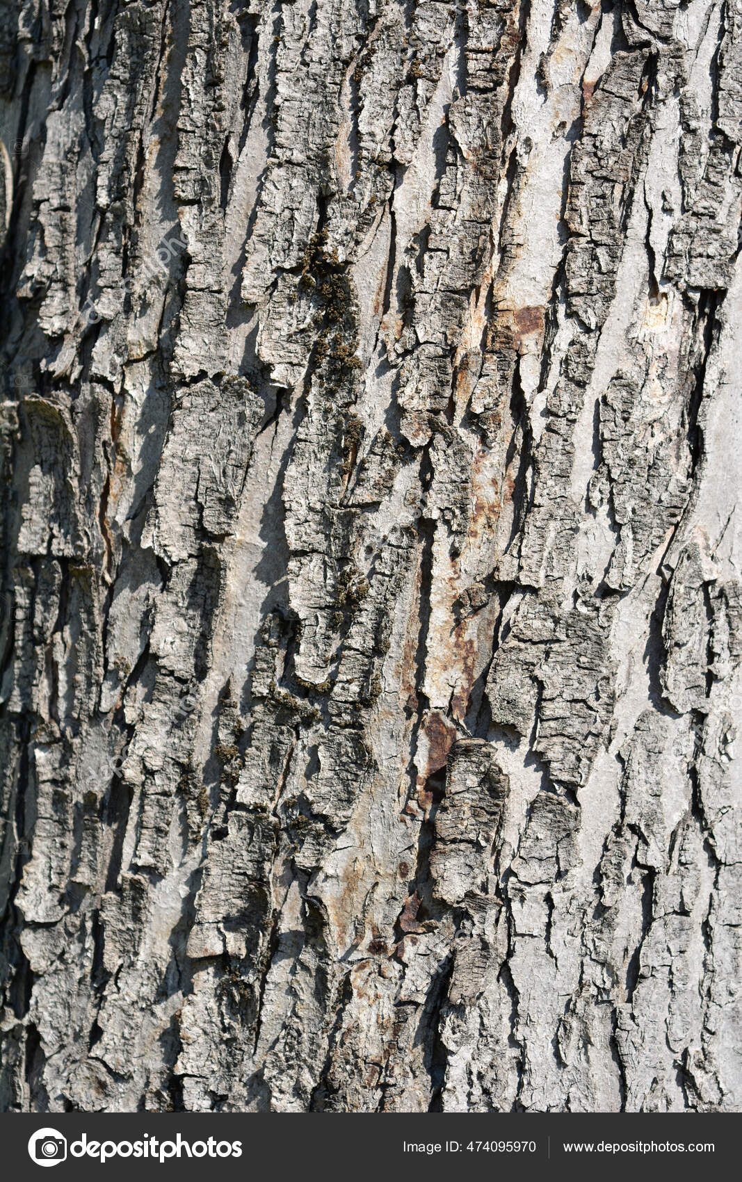 Acer Saccharinum Bark