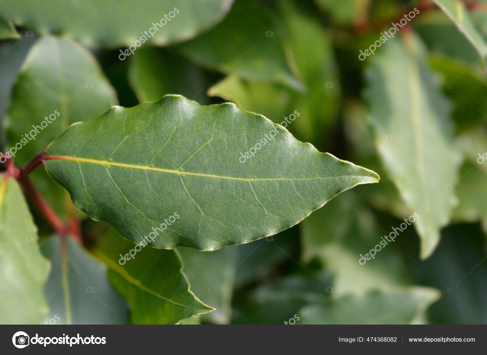 Laurel Leaves Latin Name Laurus Nobilis Stock Photo by ©nahhan 474368082