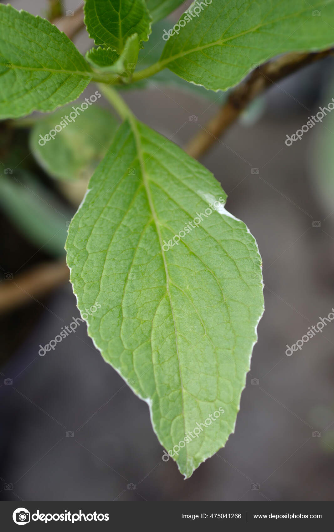 Hydrangea Macrophylla Leaf