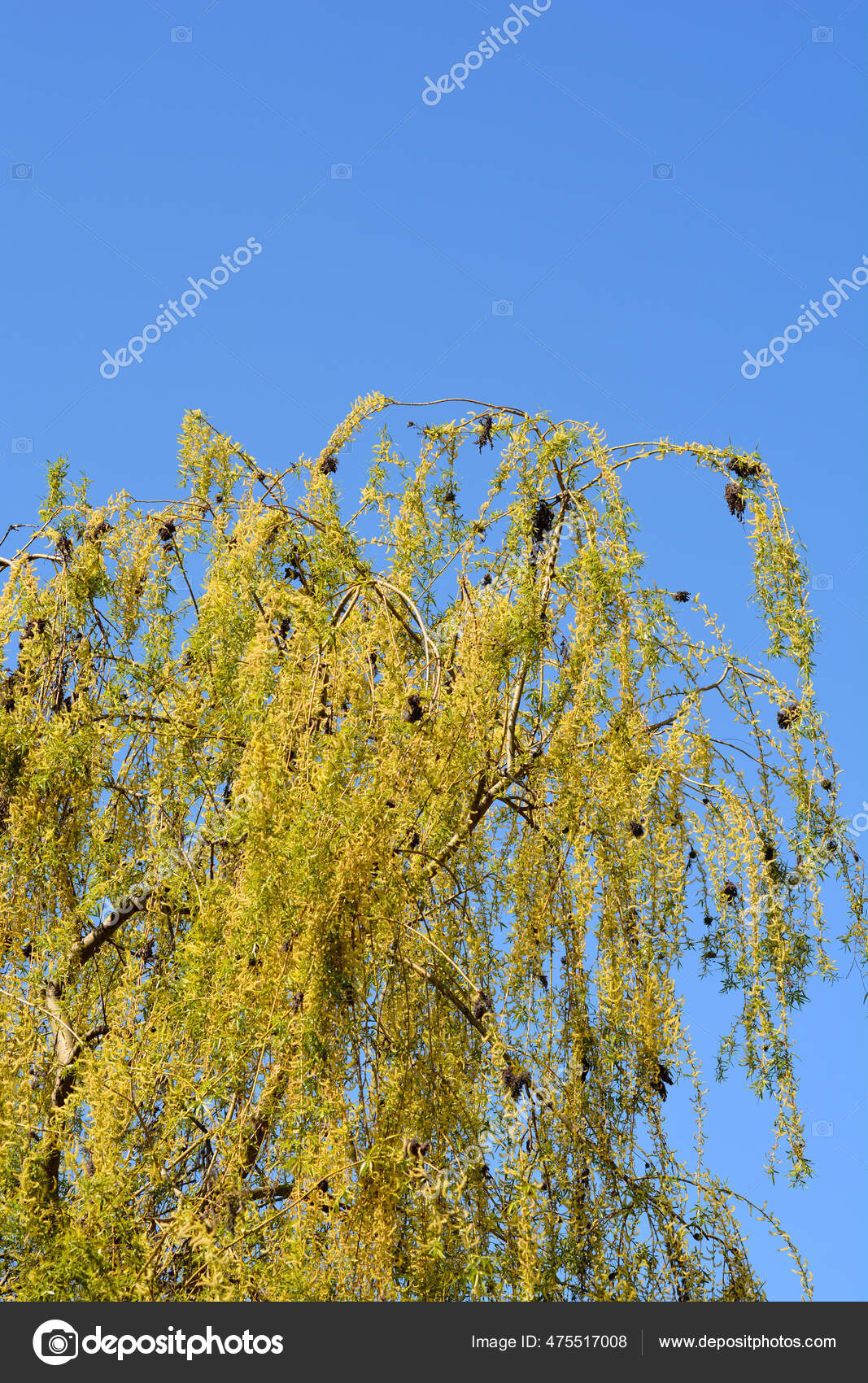 Weeping Willow Tree Flowers