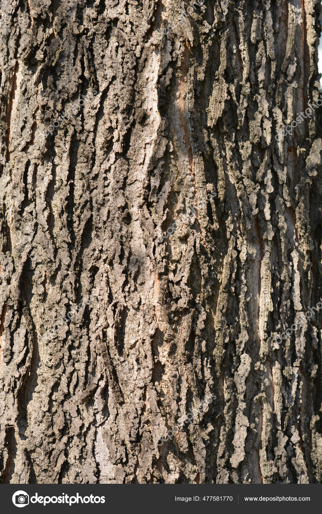 Celtis Occidentalis Bark