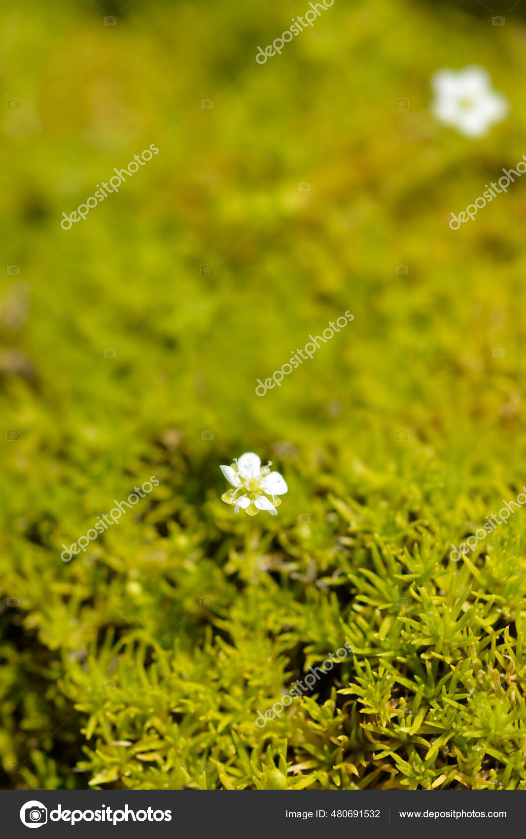 Scotch Moss Aurea Latin Name Sagina Subulata Aurea — Stock Photo ...