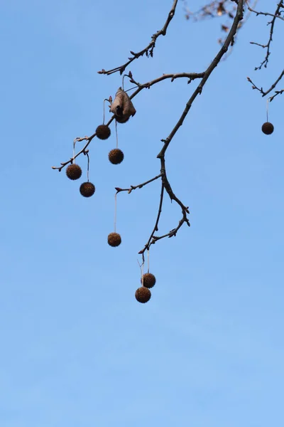 London plane branch Stock Photos, Royalty Free London plane branch ...