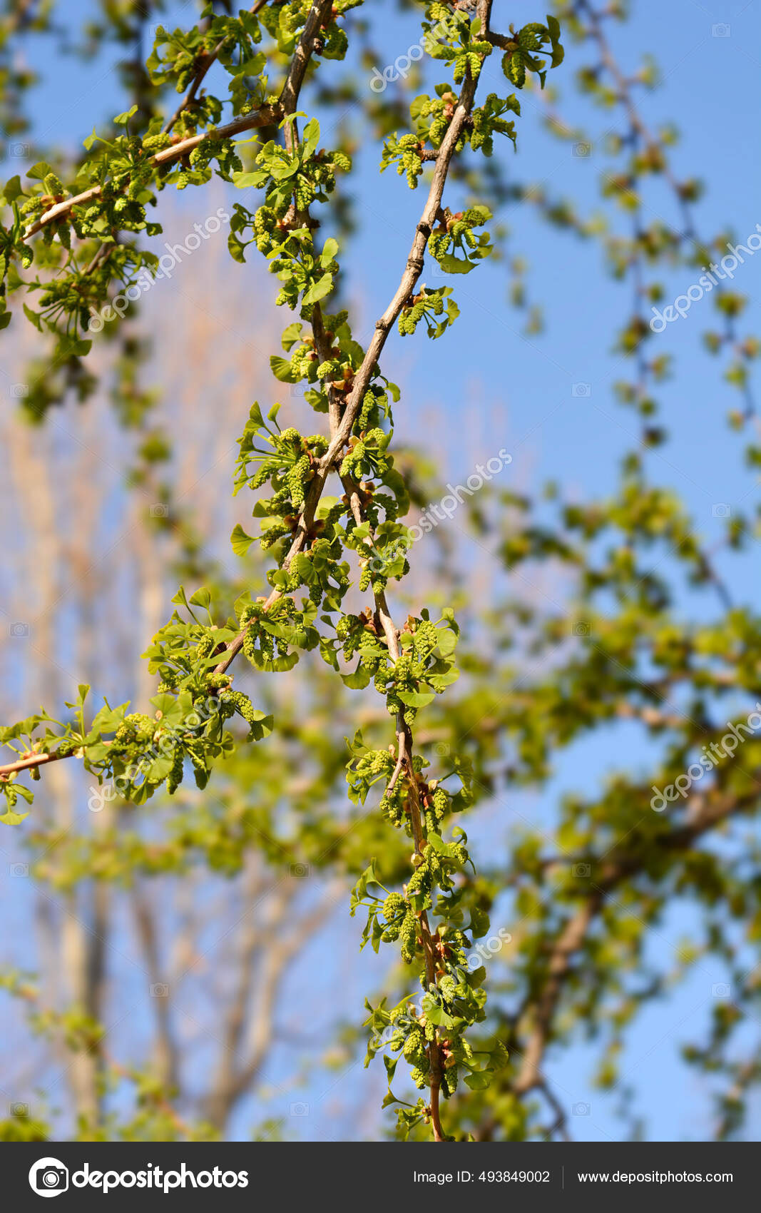 Ginkgo Biloba Flower