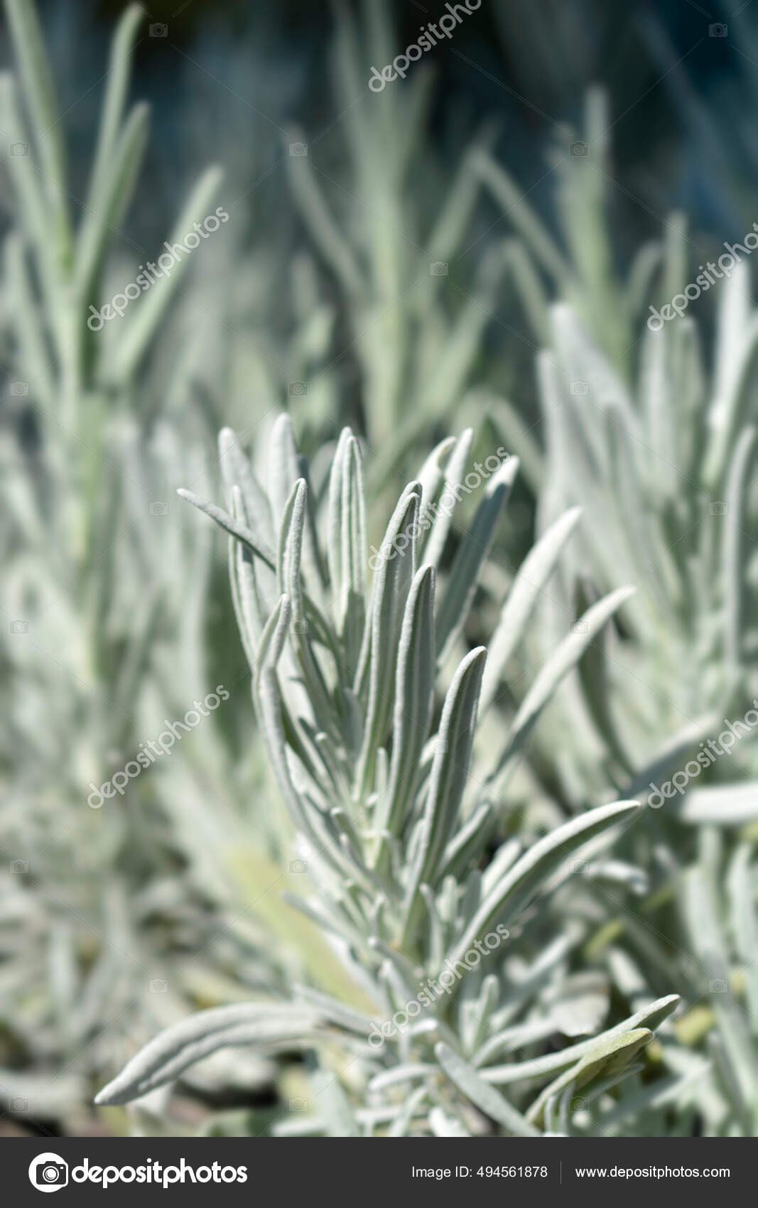 Lavandula Angustifolia Leaf