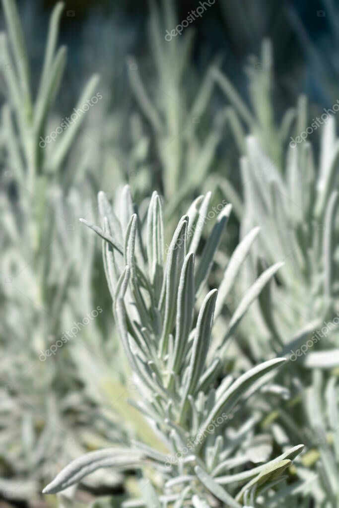 Hojas comunes de lavanda - Nombre en lat n - Lavandula angustifolia ...