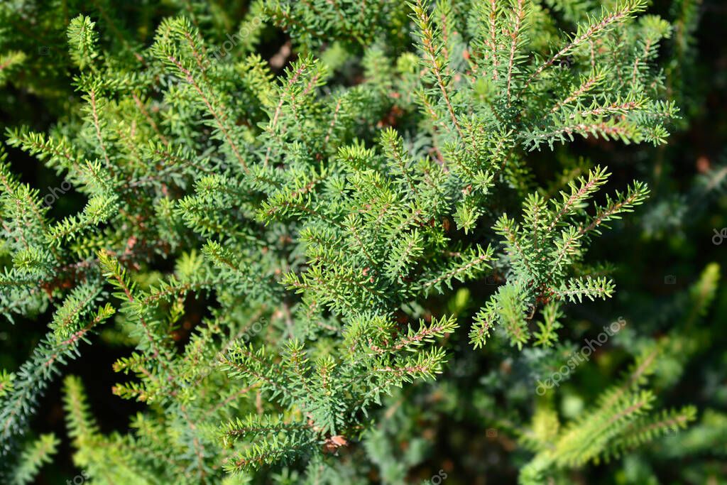 Darley Dale heath leaves - Latin name - Erica * darleyensis Darley Dale ...