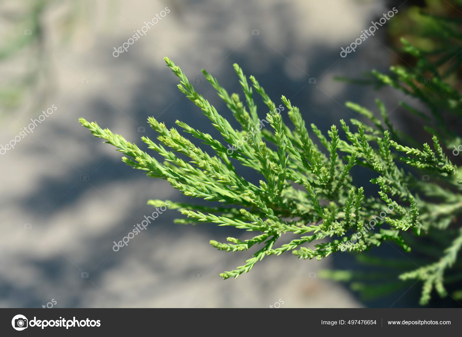Giant Sequoia Tree Leaves