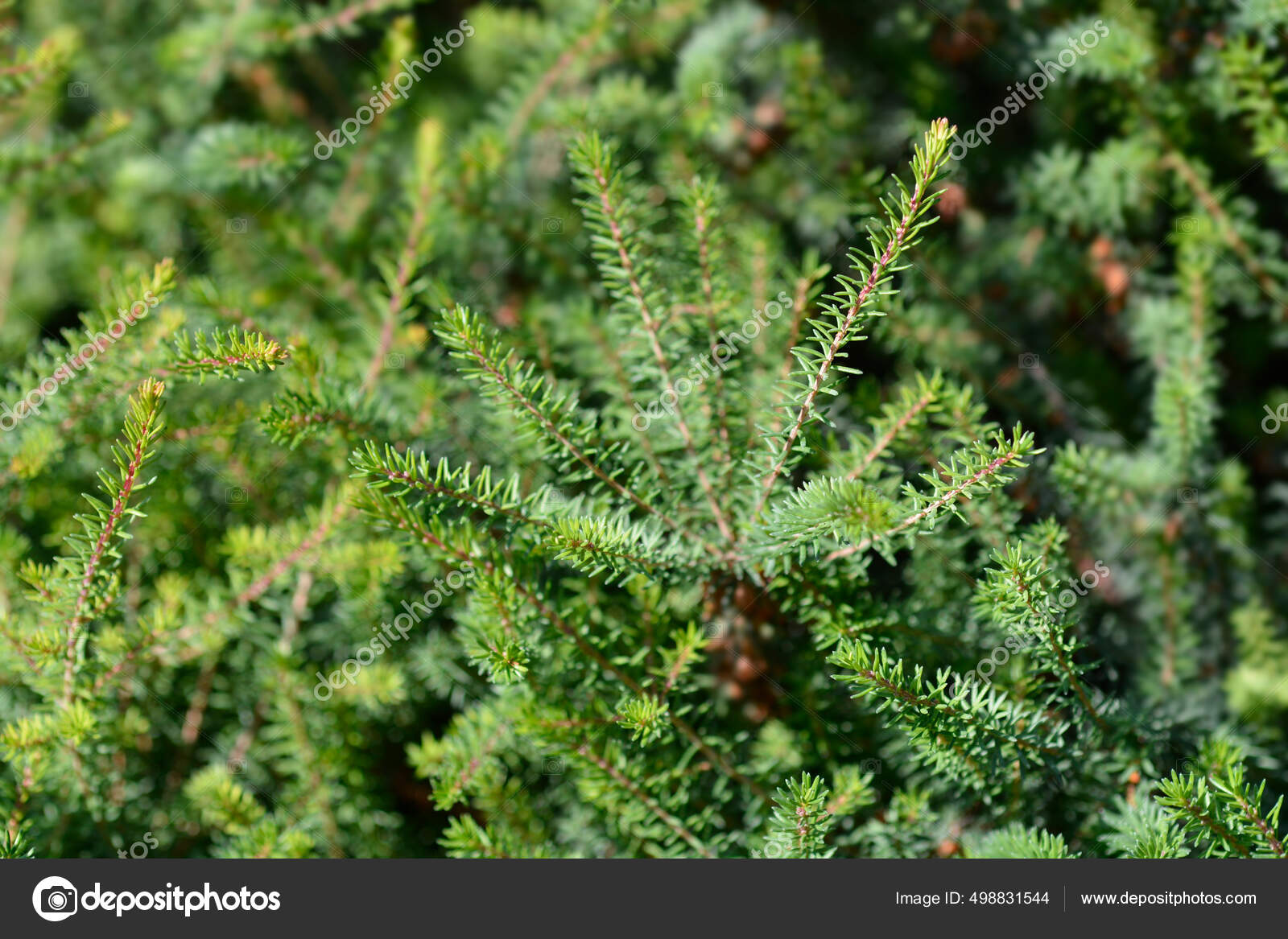 Darley Dale Heath Leaves Latin Name Erica Darleyensis Darley Dale ...