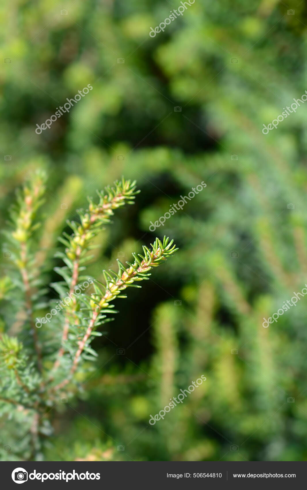 Darley Dale Heath Leaves Latin Name Erica Darleyensis Darley Dale ...
