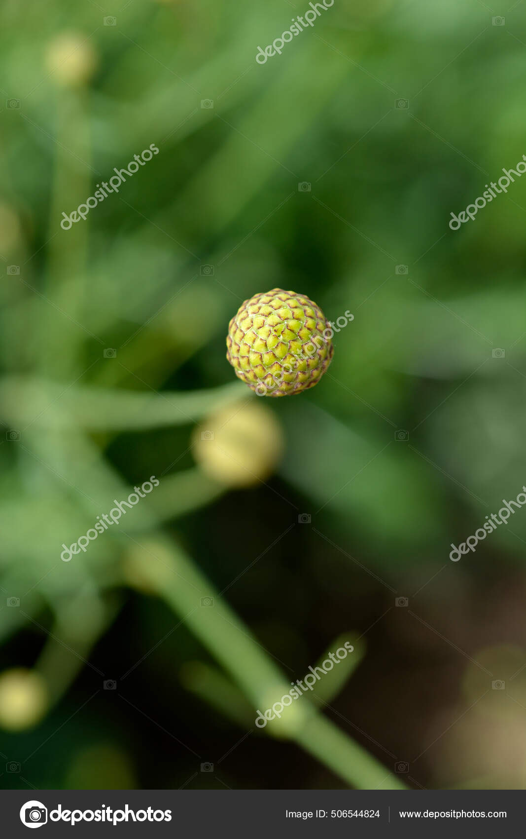 White Scabious Flower Bud Latin Name Cephalaria Leucantha — Stock Photo ...
