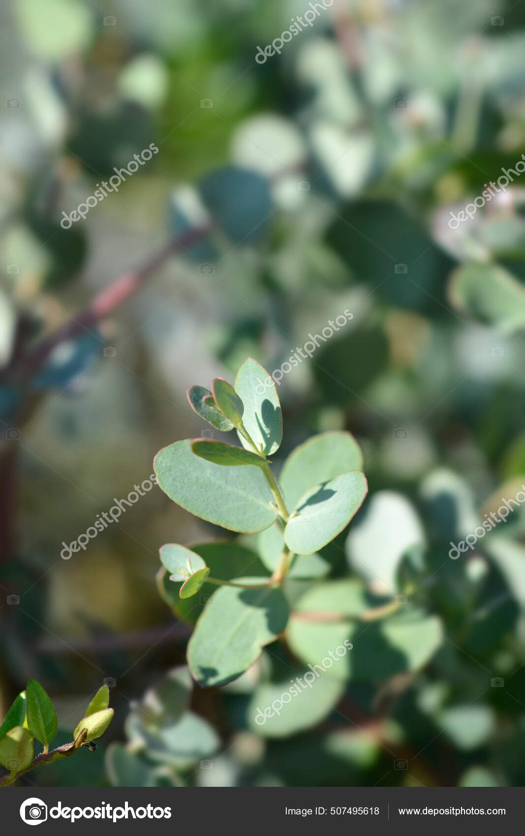 Cider Gum Leaves Latin Name Eucalyptus Gunnii — Stock Photo © nahhan ...