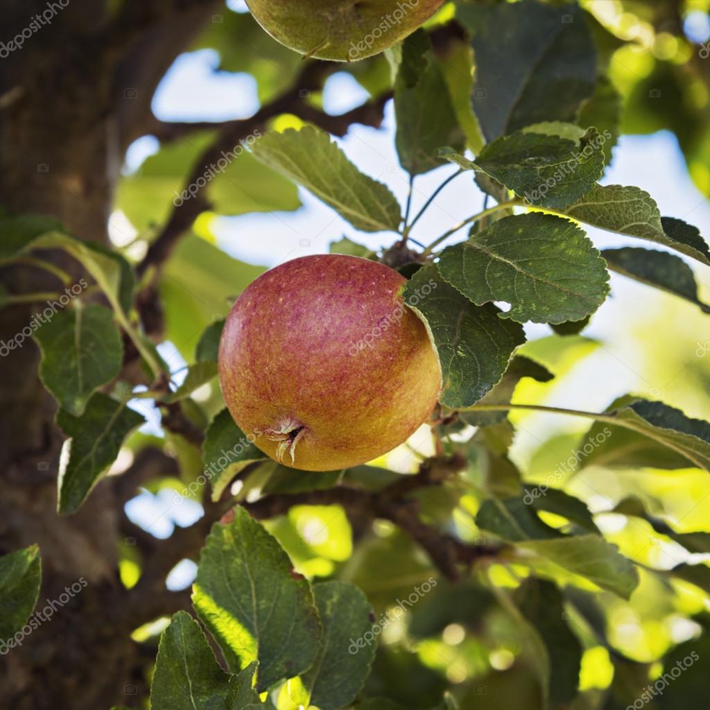 Red apple tree Stock Photo by ©feferoni 121623848