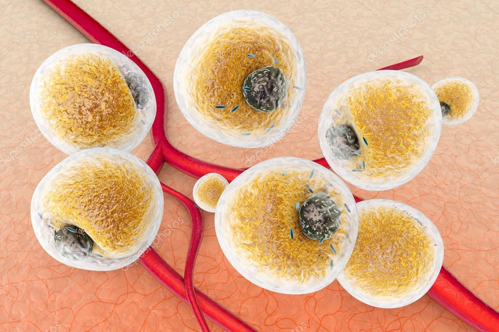 Fat Cells on human tissue Stock Photo by ©Spectral 64862409