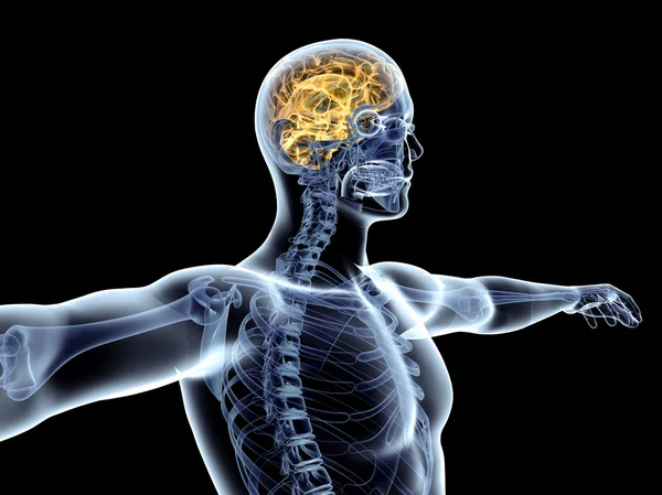 Science brain Stock Photos, Royalty Free Science brain Images ...