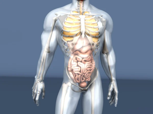 Lidské anatomie: vnitřní orgány — Stock Fotografie © AlienCat #8280331