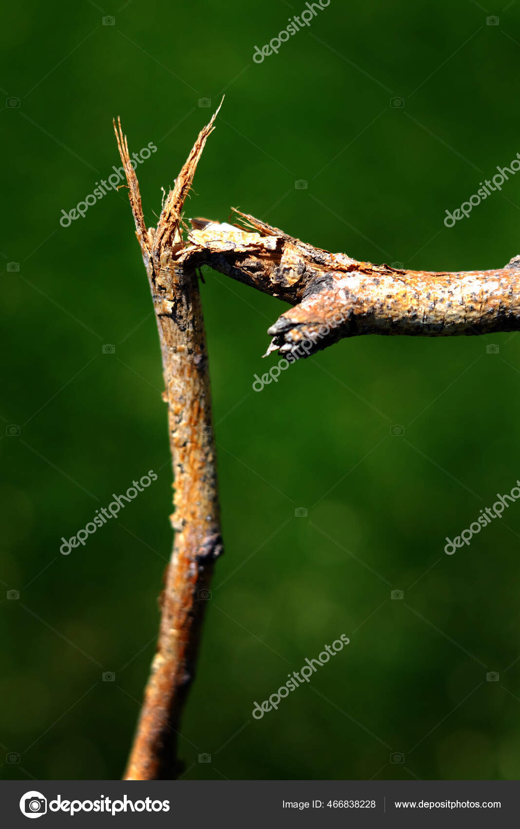 Rama Rota En El Suelo Espacios Seguros 🏳🌈🏳⚧ | [💞🌀]