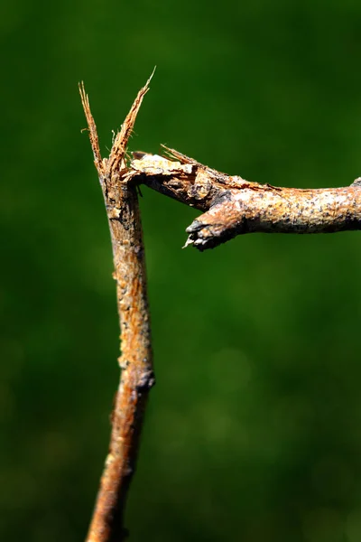 Rama Rota En El Suelo Espacios Seguros 🏳🌈🏳⚧ | [💞🌀]