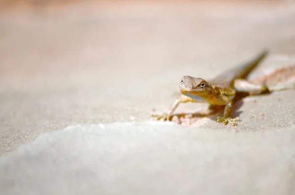 Lizzard in Sunshine — Stock Photo © eric1513 #9959878