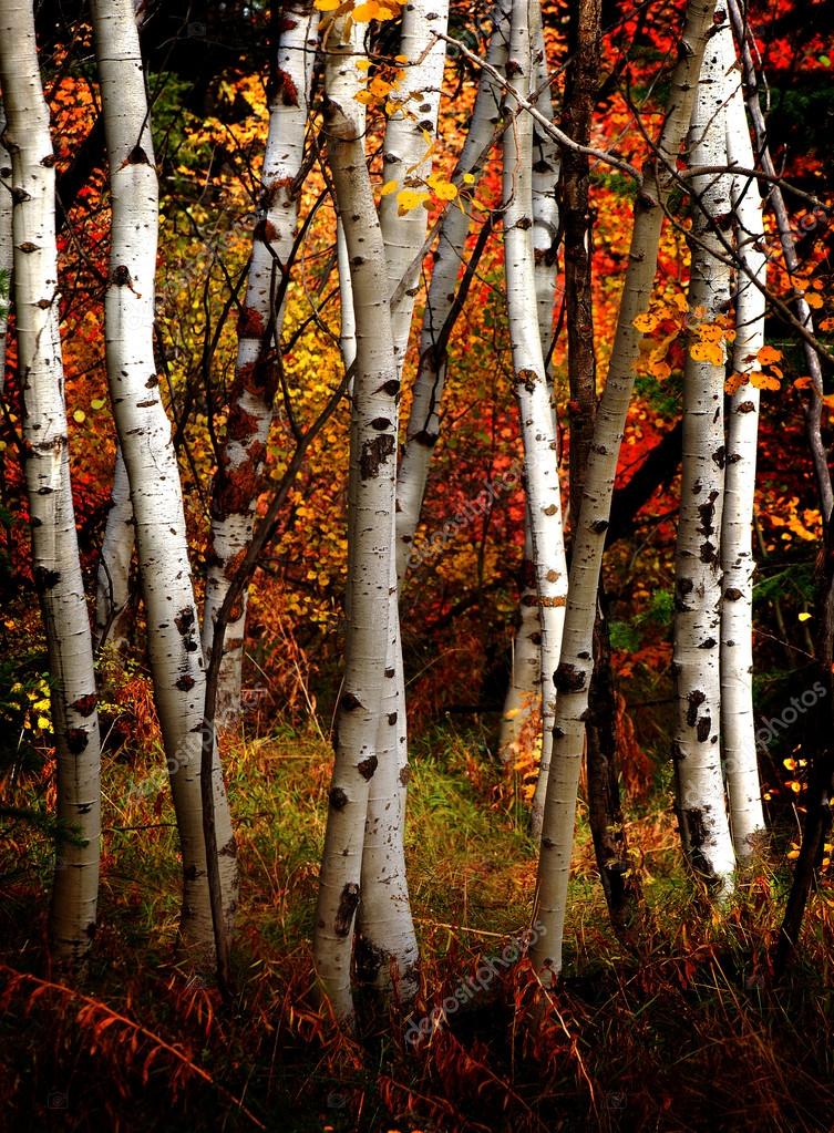 Birch Trees In Fall