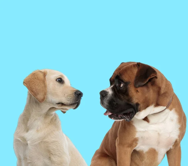 Boxer Golden Retriever Mix Puppies