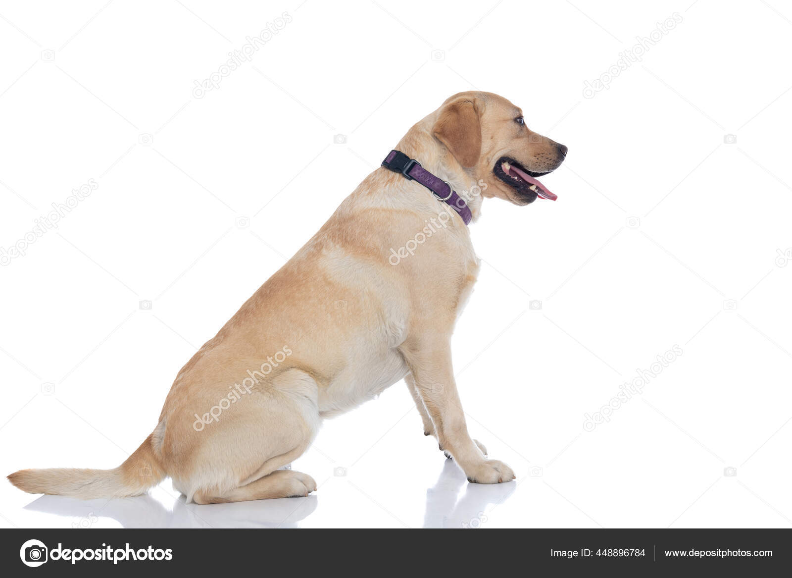 Side View Cute Labrador Retriever Dog Waiting Line Wearing Purple Stock ...
