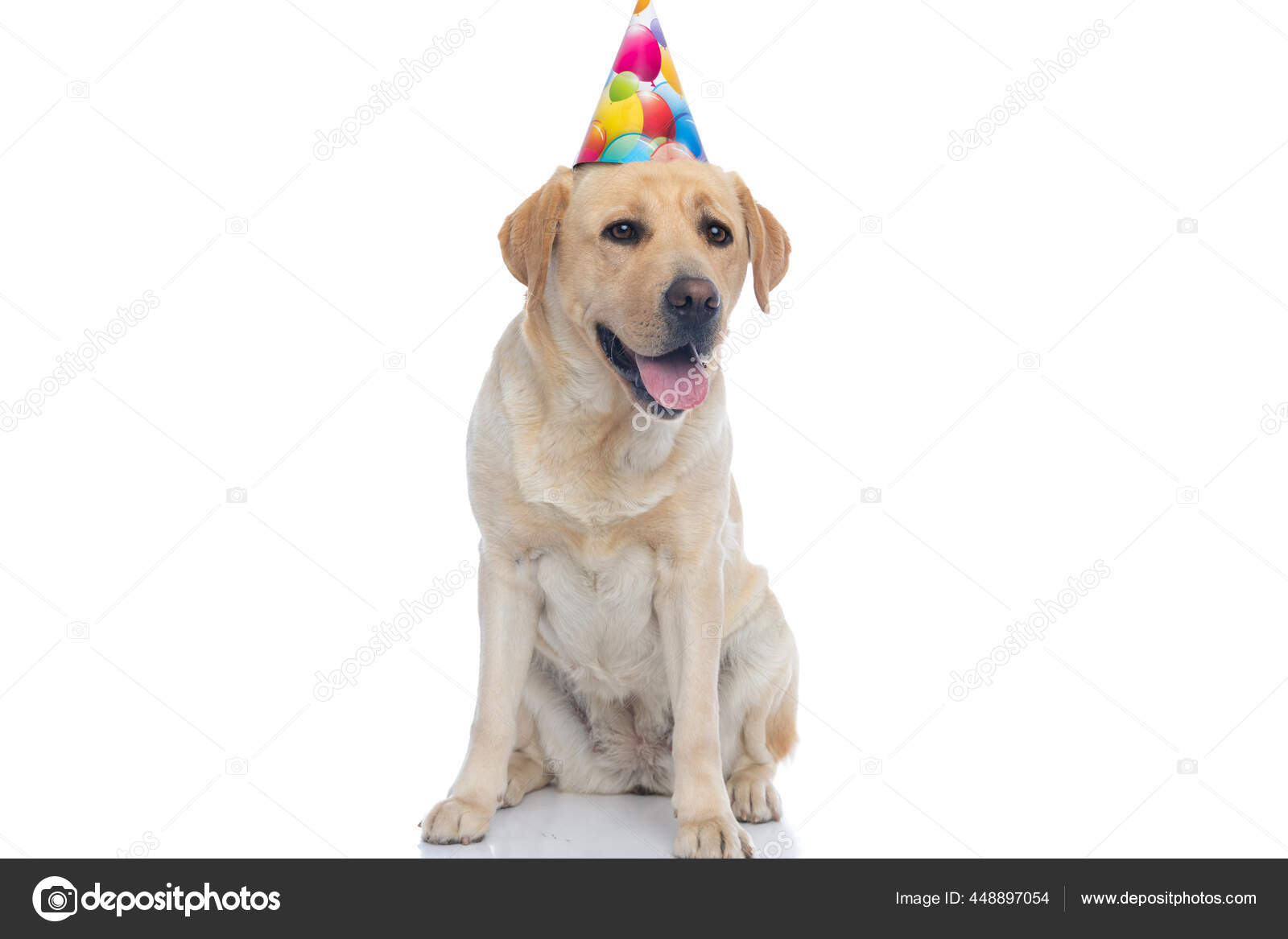 Happy Birthday Cute Lab