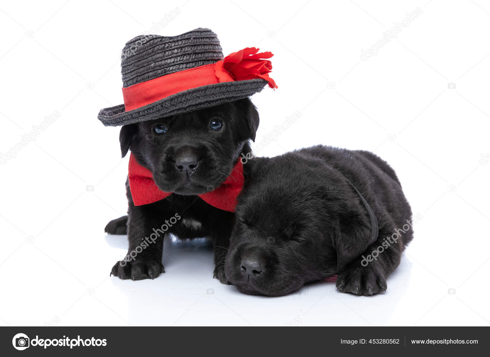 Super Cute Lab Puppies