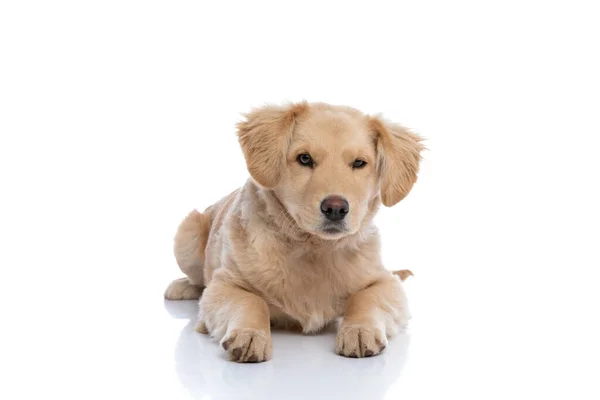 Petit labrador images libres de droit, photos de Petit labrador ...