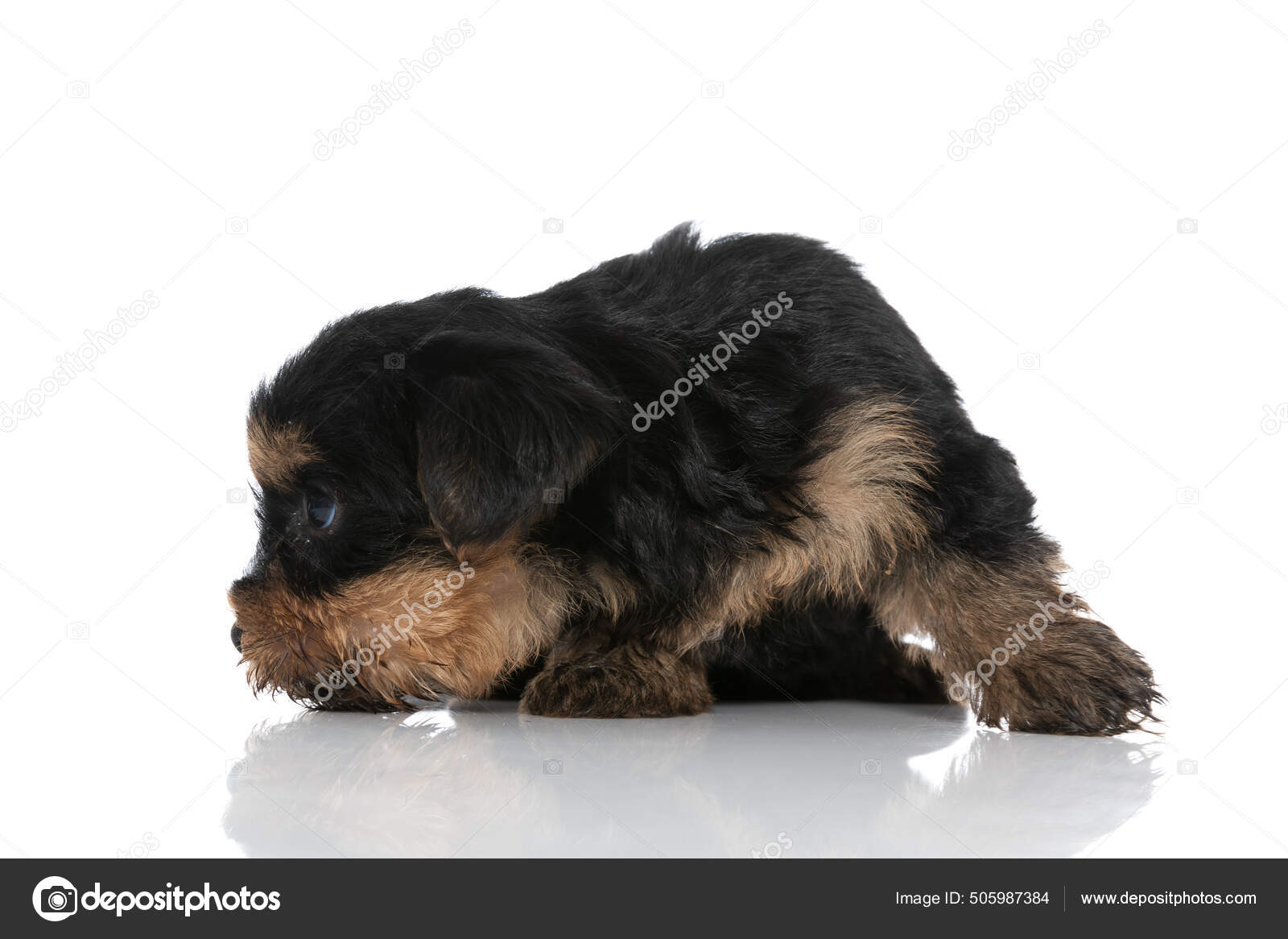 Little Yorkshire Terrier Dog Bowing His Head Aside Sitting White Stock ...