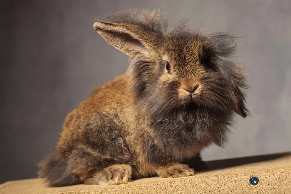 Back view of a lion head rabbit bunny lying — Stock Photo © feedough ...
