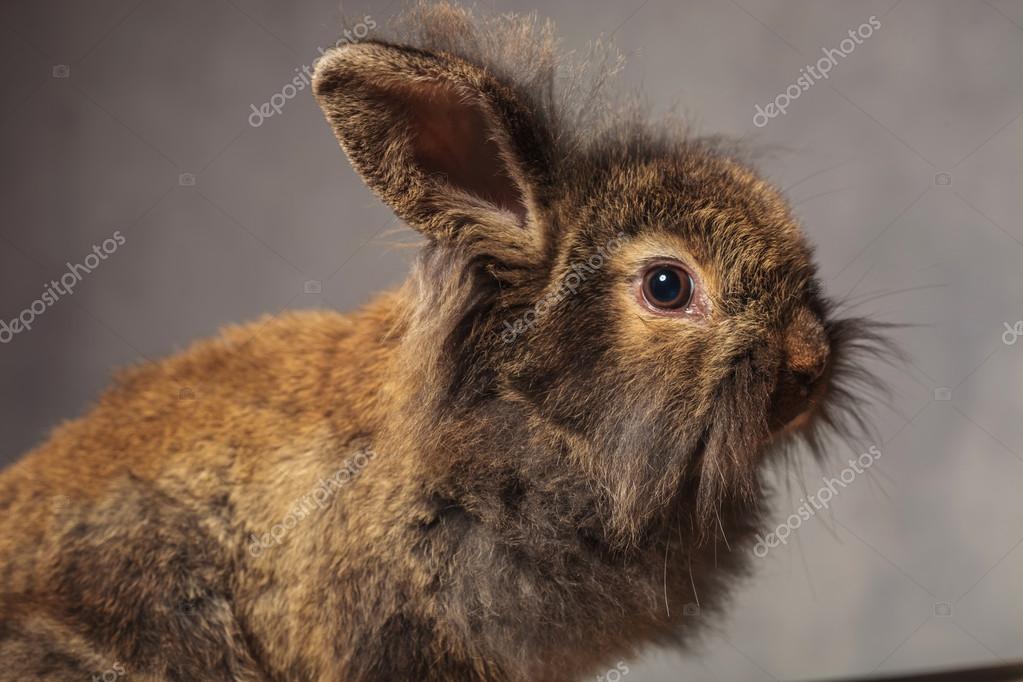 Grey Lionhead Rabbit