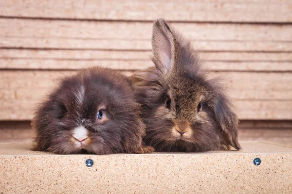 Imágenes de Conejo cabeza de león, fotos de Conejo cabeza de león sin ...