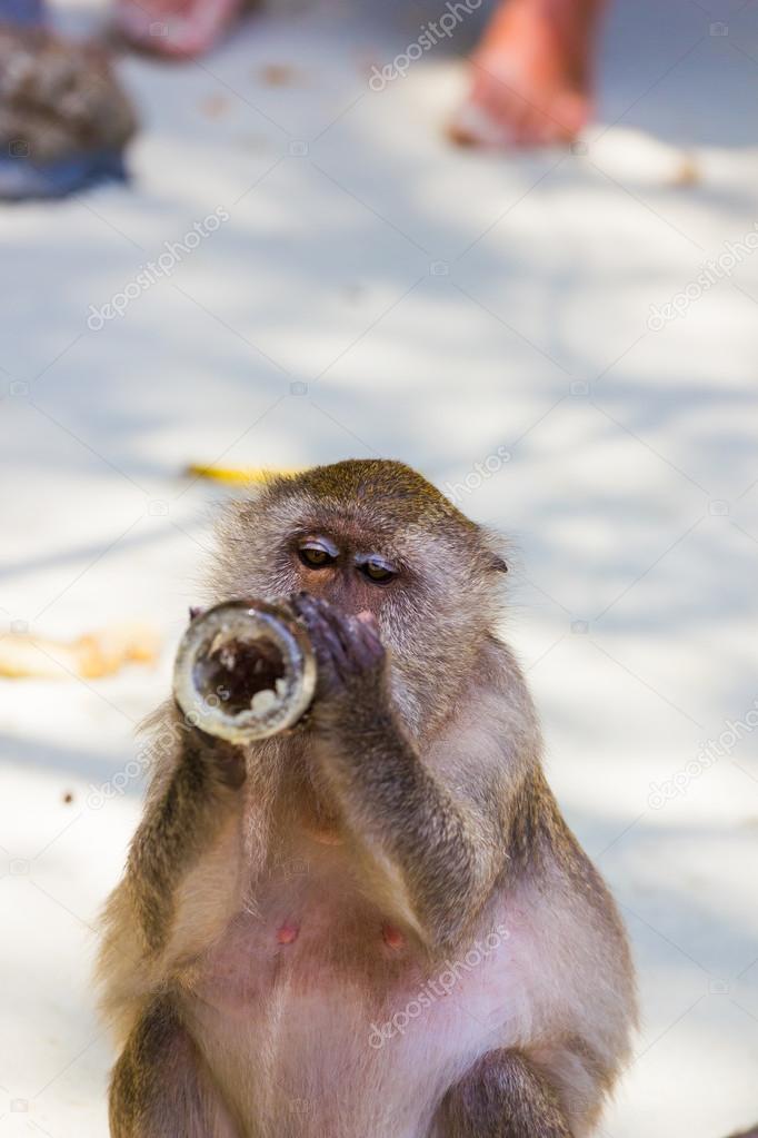 Monkey drinks Coca COla on the beach in Thailand – Stock Editorial ...