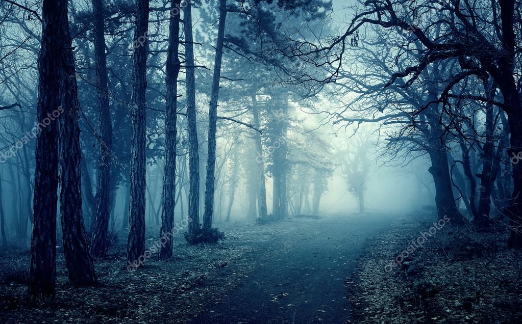 Mysterious forest with fog — Stock Photo © joruba75 #63332693