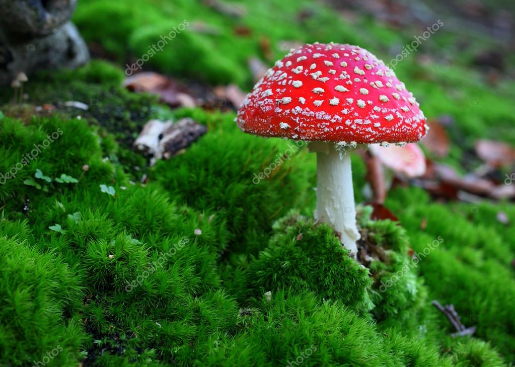 Fly agaric toadstool in moss Stock Photo by ©joruba75 92159460