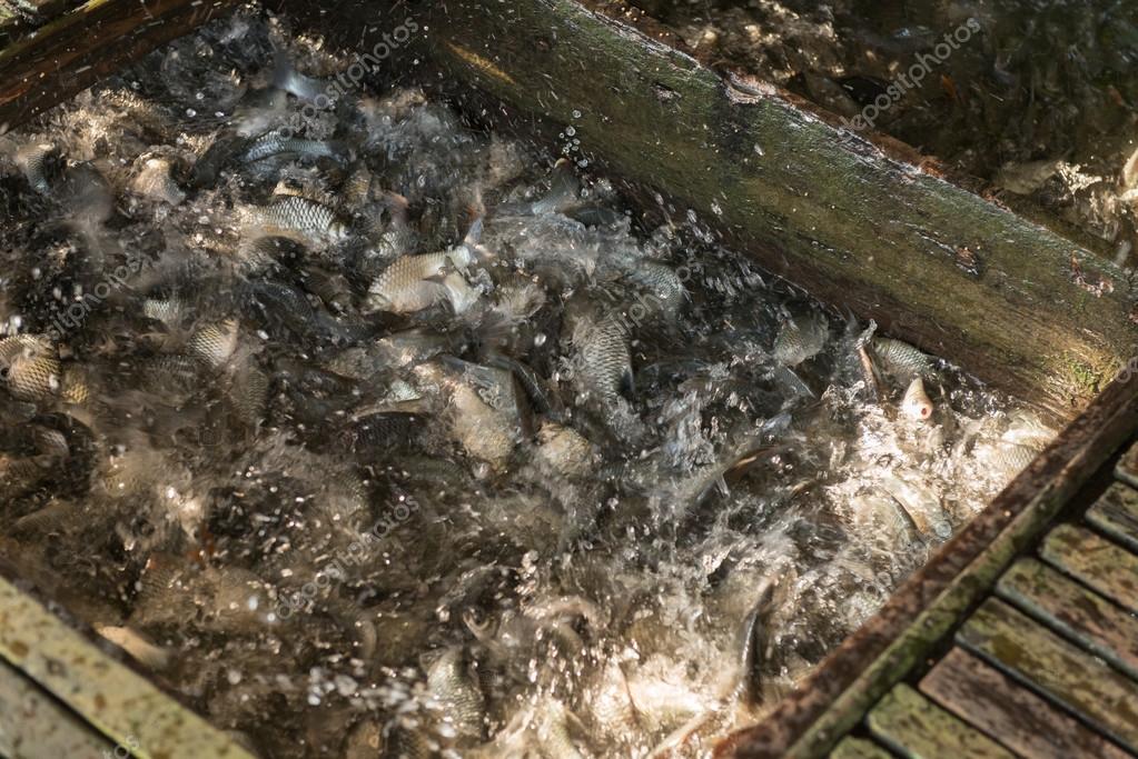 Fish in a farm — Stock Photo © nikitabuida #57825197