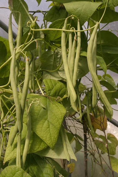 Green beans on vine plant — Stock Photo © Strobos #3855284